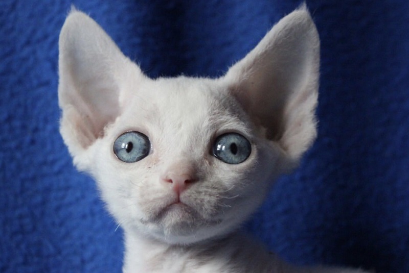 Sphynx, Devon, Rex Elf – Kitty Land Kittens
