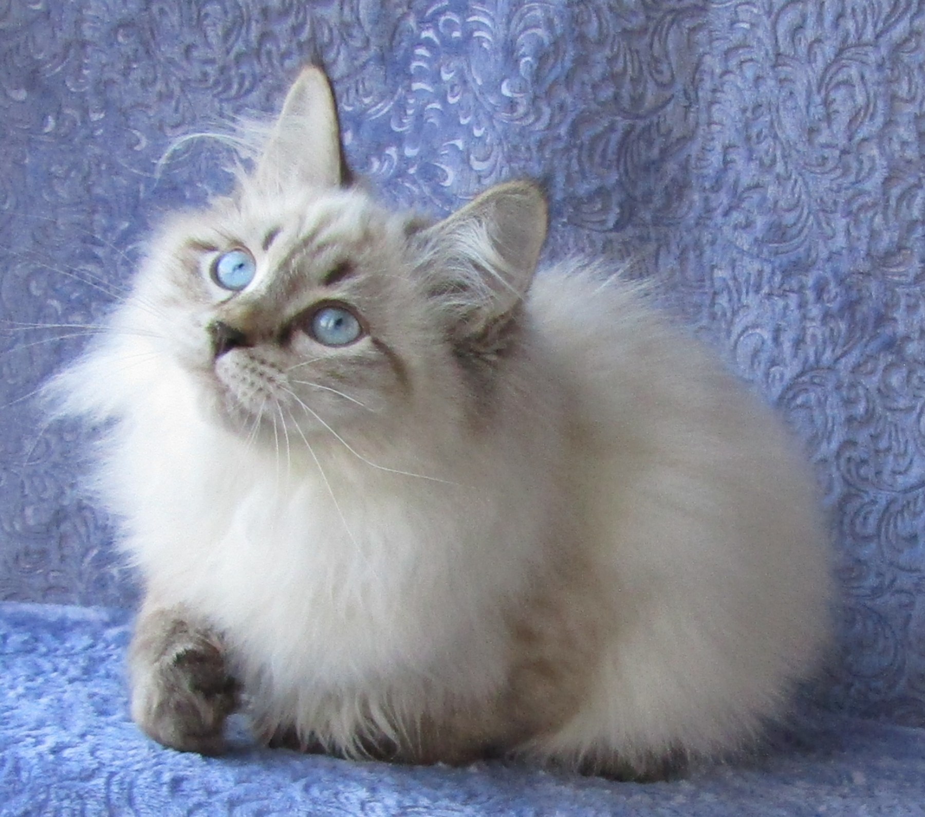 Ragdoll / Siberian cats Kittens For Sale From Kitty Land Kittens ...