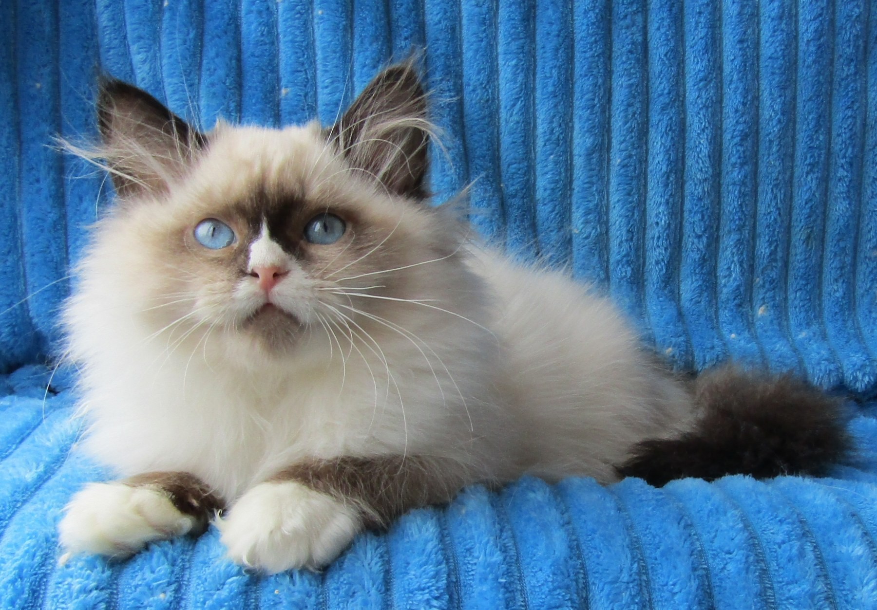 Ragdoll / Siberian cats Kittens For Sale From Kitty Land Kittens ...