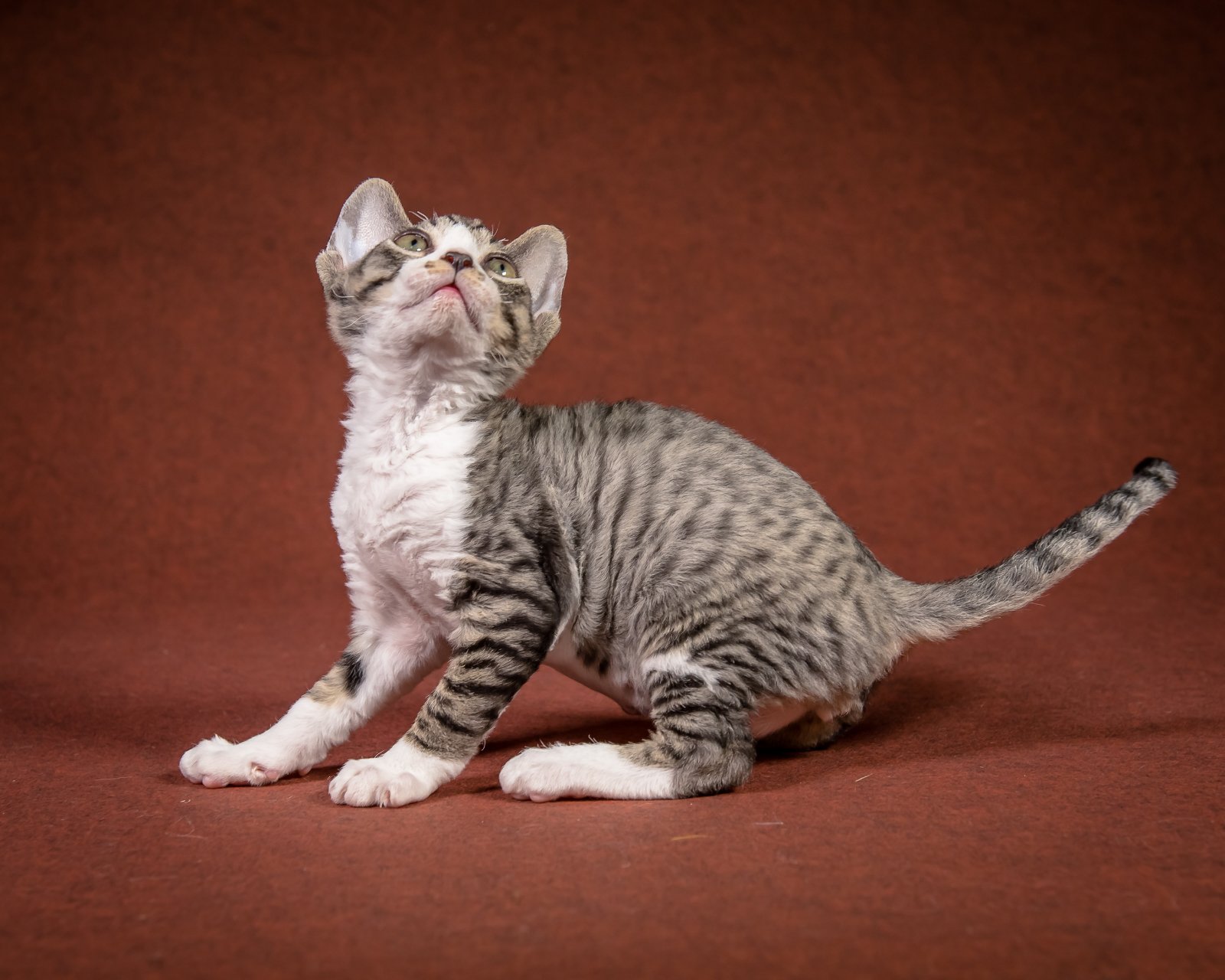 Sphynx, Devon, Rex Elf Kittens For Sale From Kitty Land Kittens ...