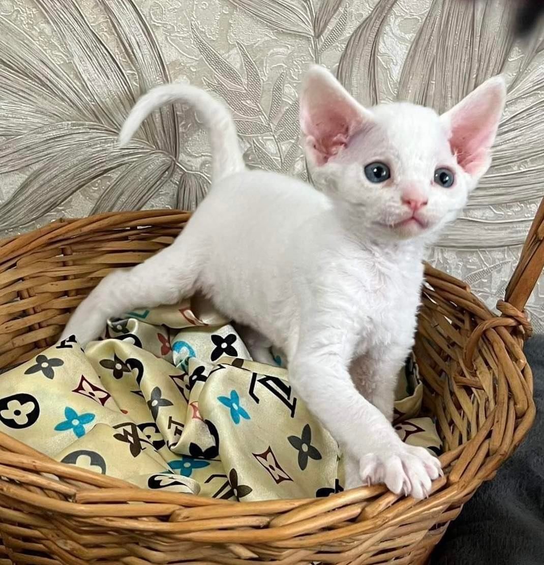 Sphynx, Devon, Rex Elf Kittens For Sale From Kitty Land Kittens ...