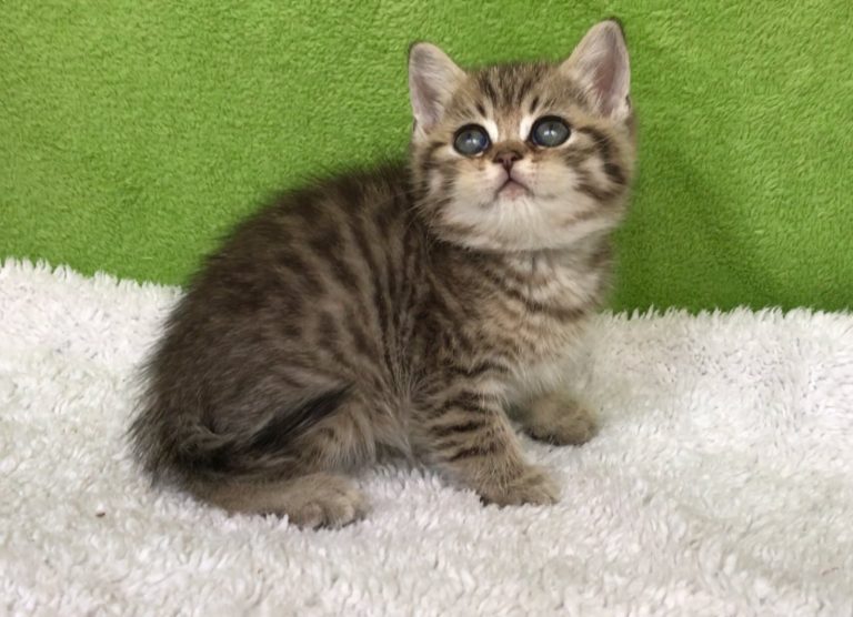 British Kittens For Sale From Kitty Land Kittens | Washington, USA