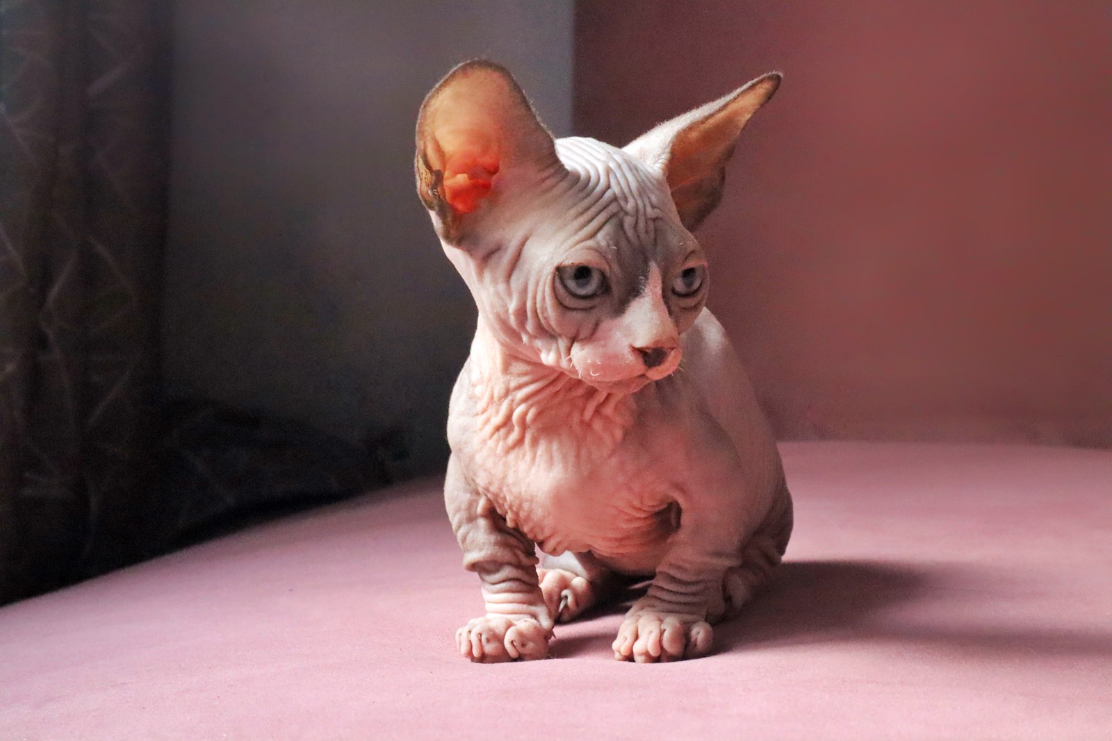 Sphynx, Devon, Rex Elf Kittens For Sale From Kitty Land Kittens ...