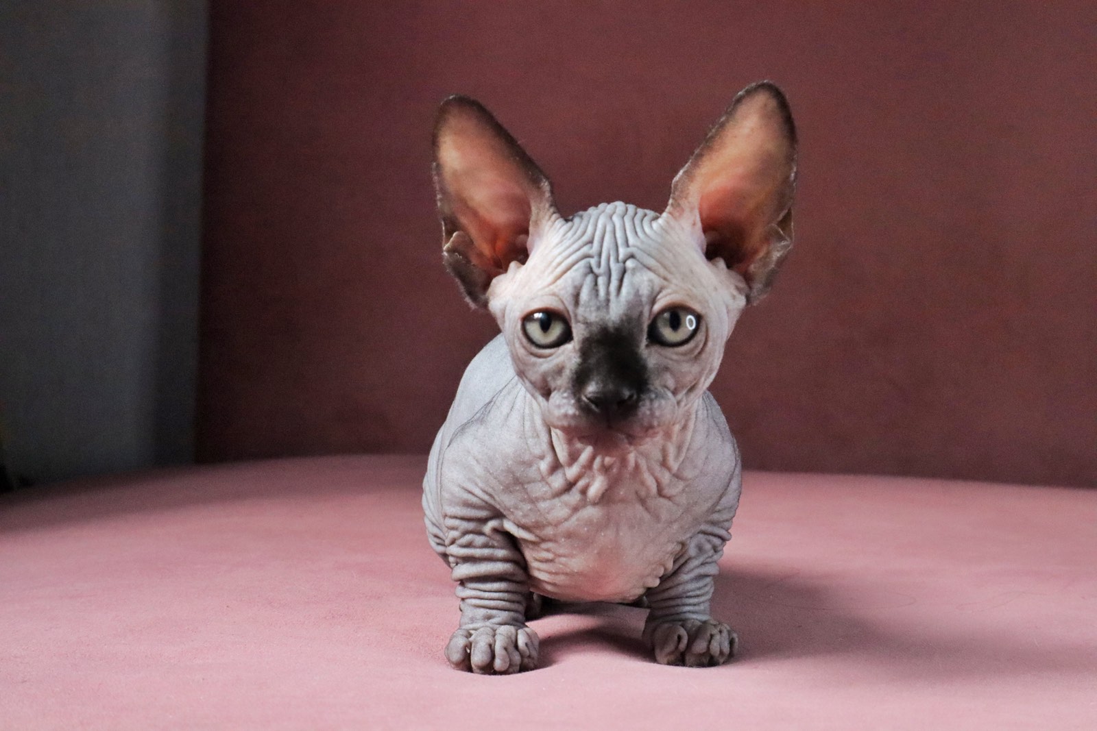 Sphynx, Devon, Rex Elf Kittens For Sale From Kitty Land Kittens ...
