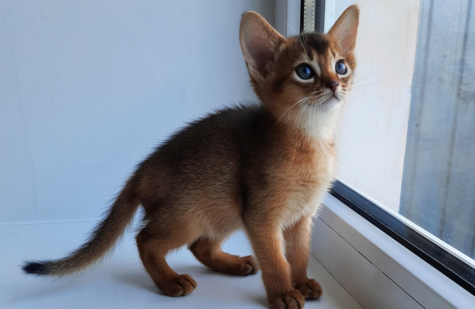 Sphynx, Devon, Rex Elf Kittens For Sale From Kitty Land Kittens ...