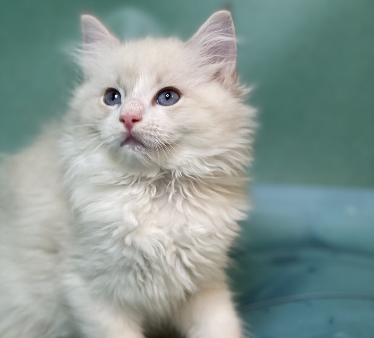 Ragdoll / Siberian cats Kittens For Sale From Kitty Land Kittens ...