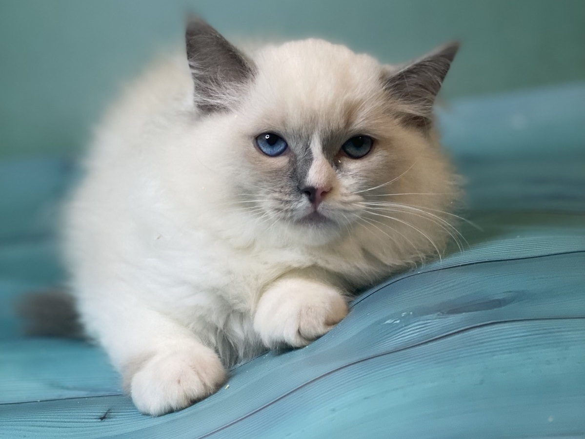 Ragdoll / Siberian cats Kittens For Sale From Kitty Land Kittens ...