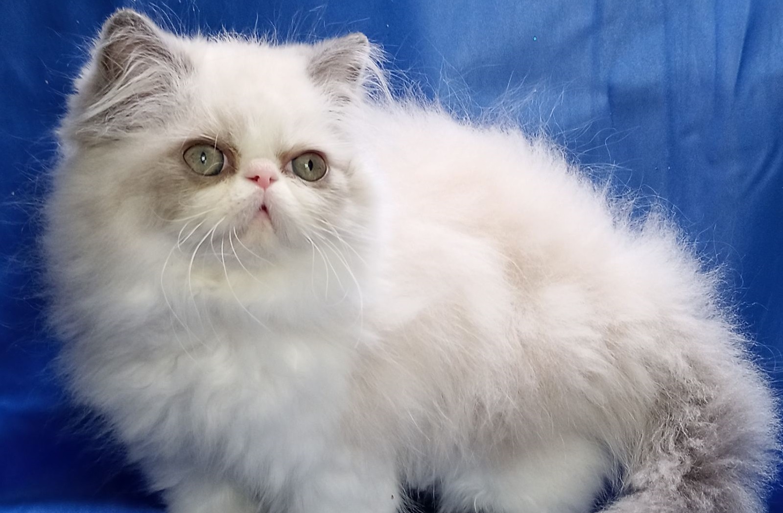 Exotic Kittens For Sale From Kitty Land Kittens | Washington, USA