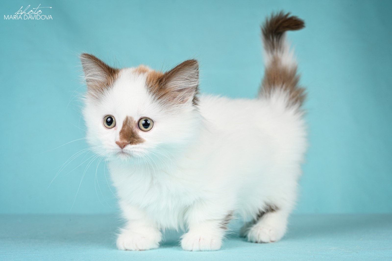 Munchkin Kittens For Sale From Kitty Land Kittens | Washington, USA