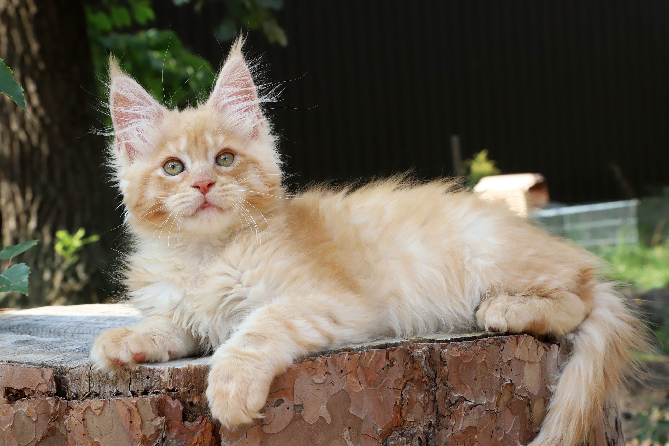 Kittens For Sale In Washington - Kitty Land Kittens Cattery