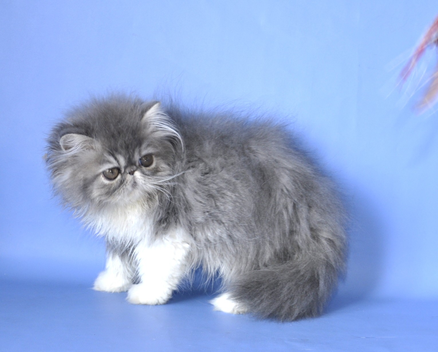 Exotic Kittens For Sale From Kitty Land Kittens | Washington, USA