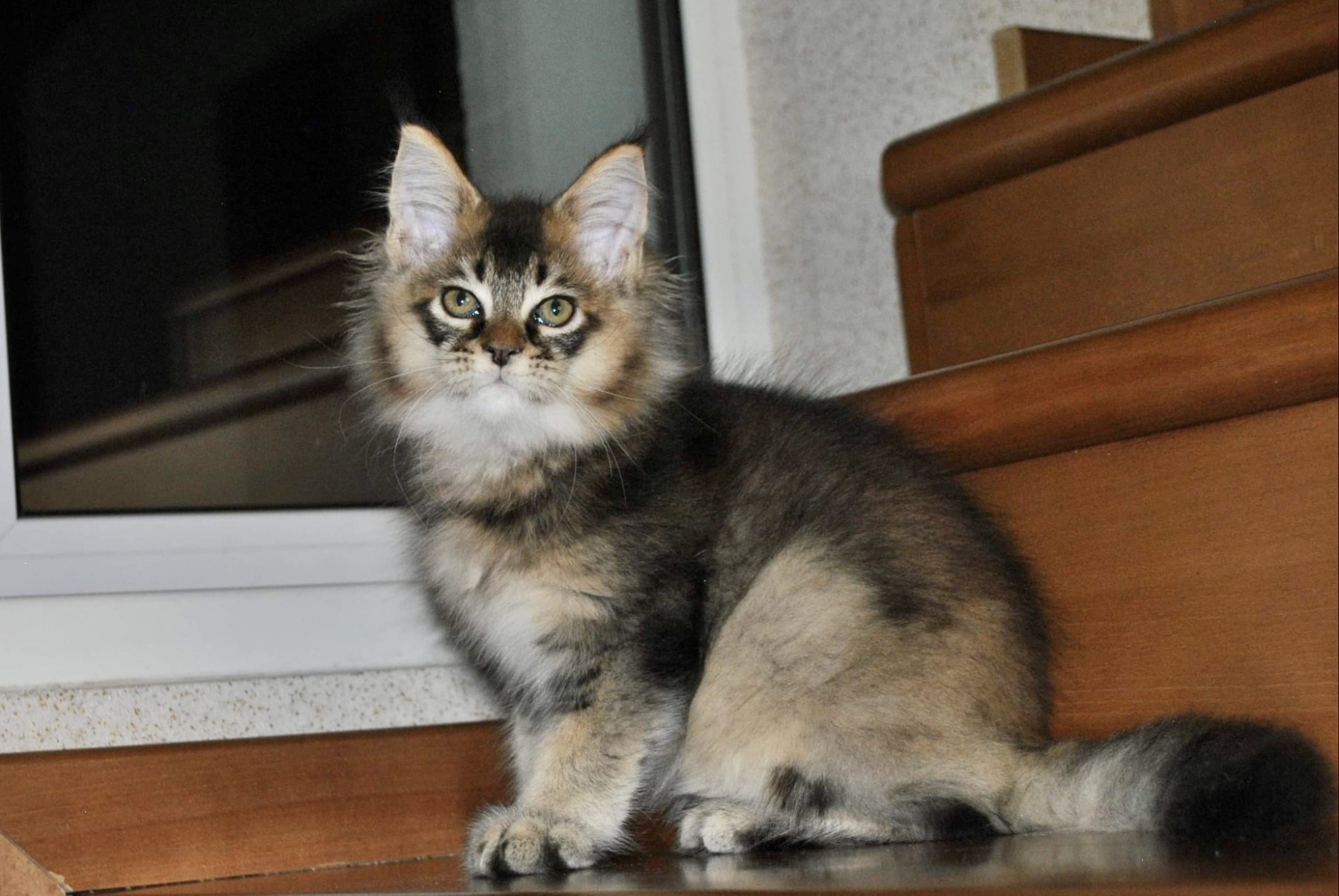 Maine coon Kittens For Sale From Kitty Land Kittens | Washington, USA