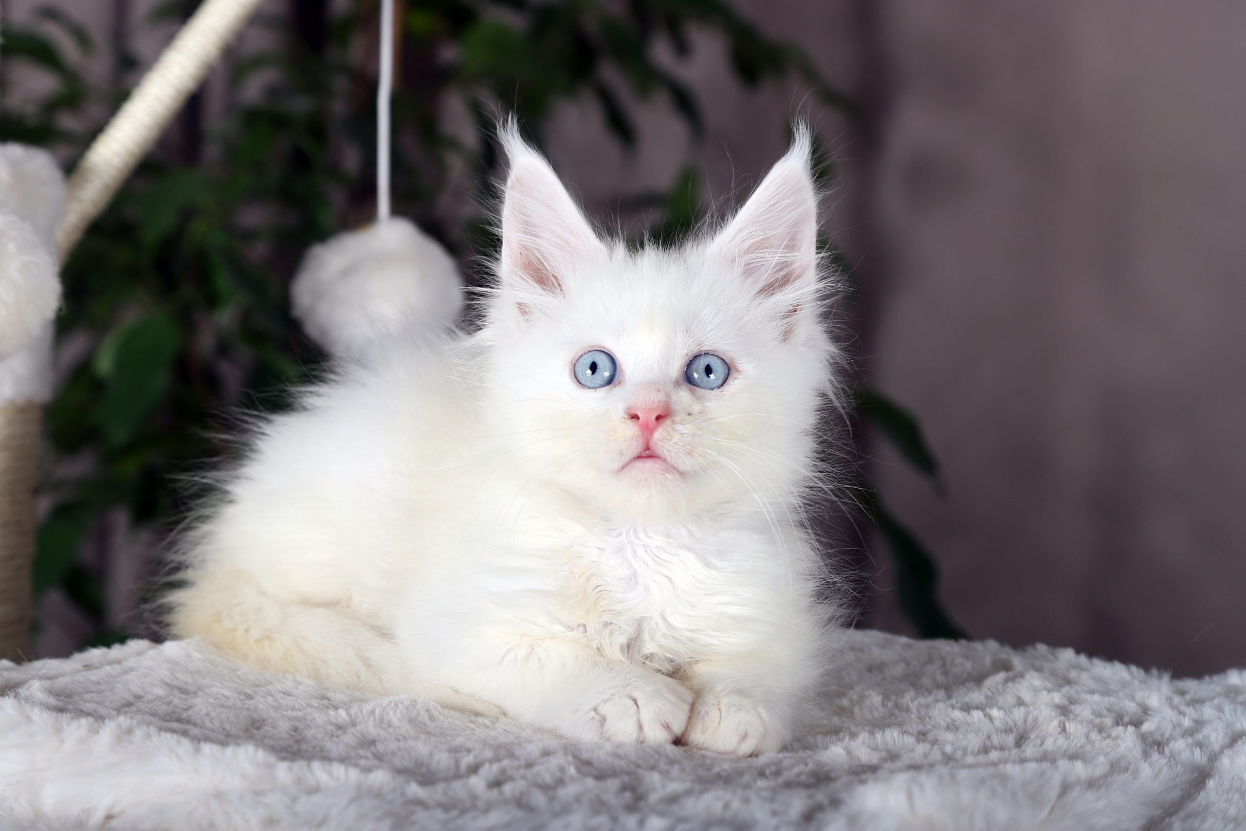 Kittens For Sale In Washington - Kitty Land Kittens Cattery