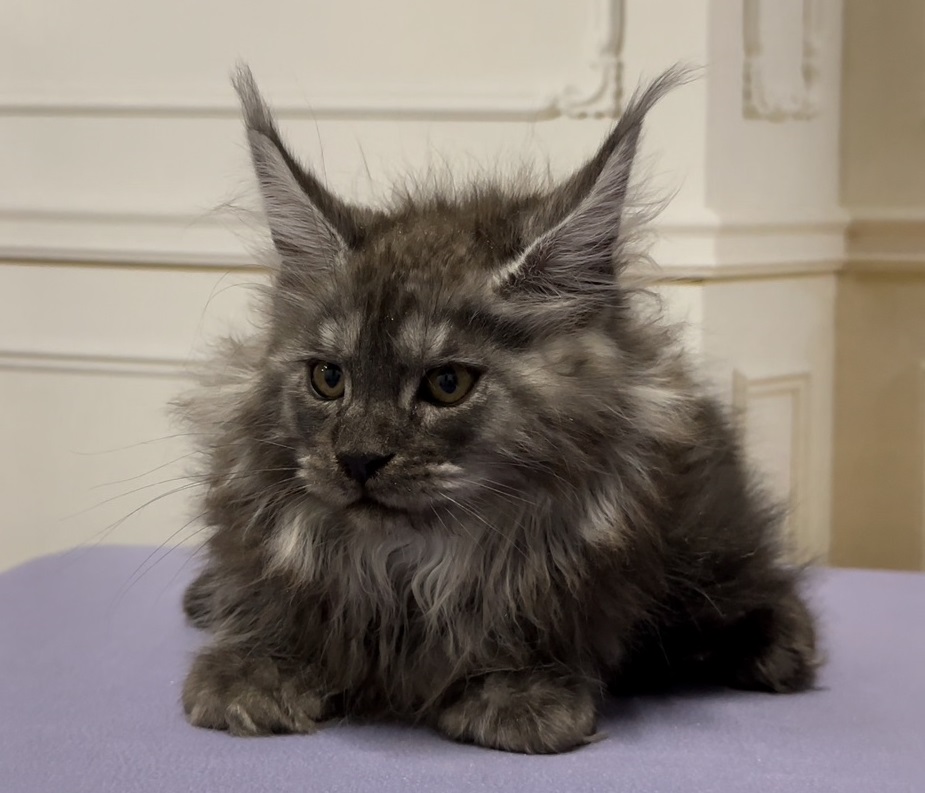 Maine coon Kittens For Sale From Kitty Land Kittens | Washington, USA