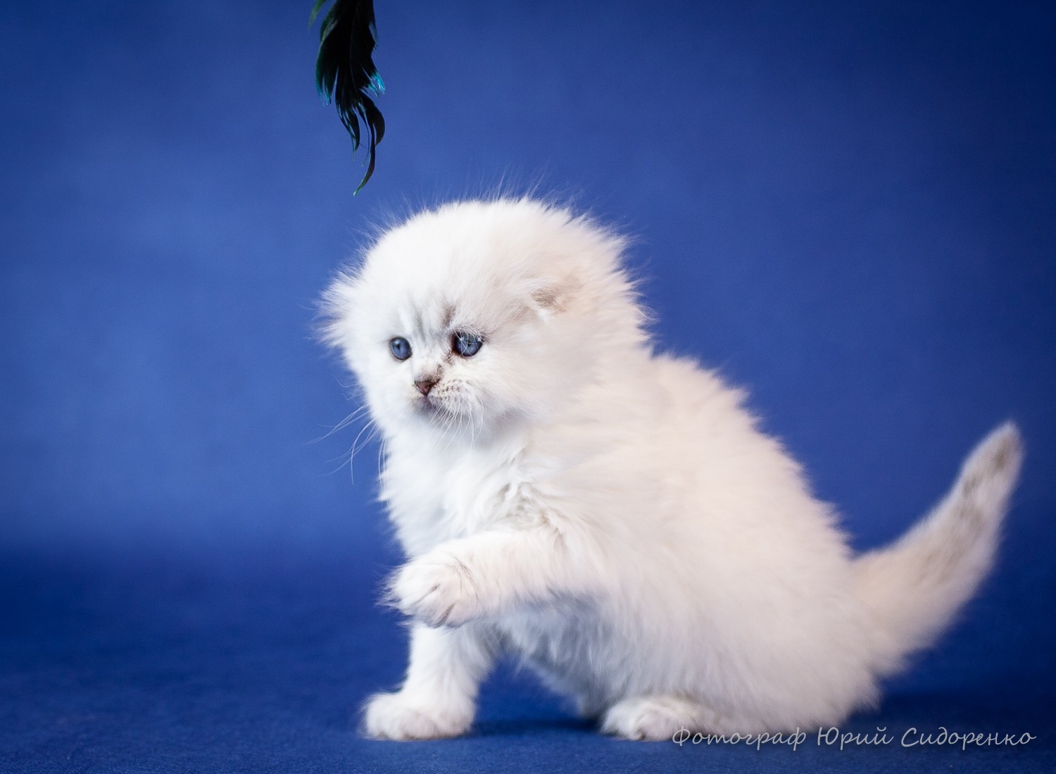 Businka Highland Fold female 2250$ Kitten From Kitty Land Kittens ...