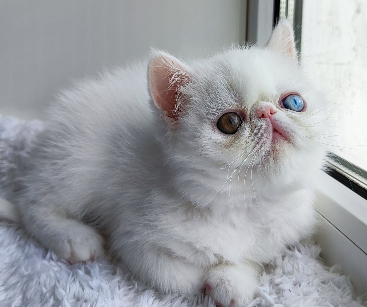 Exotic Kittens For Sale From Kitty Land Kittens | Washington, USA