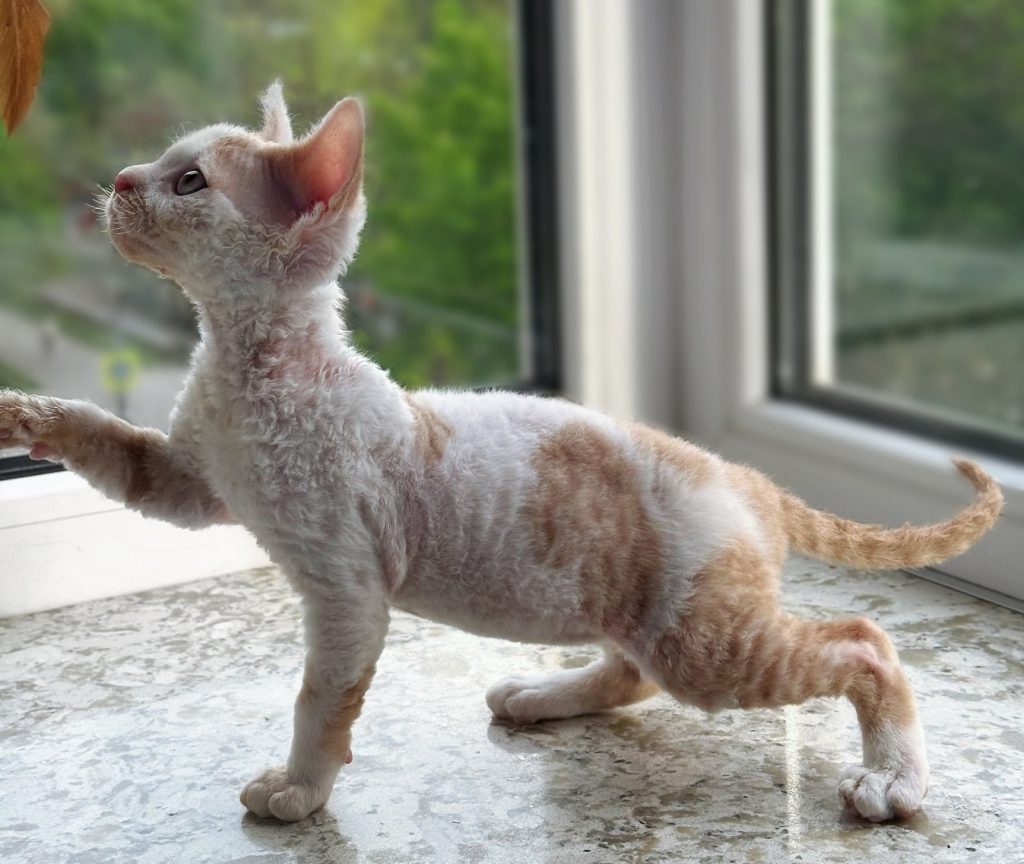 Sphynx, Devon, Rex Elf Kittens For Sale From Kitty Land Kittens ...