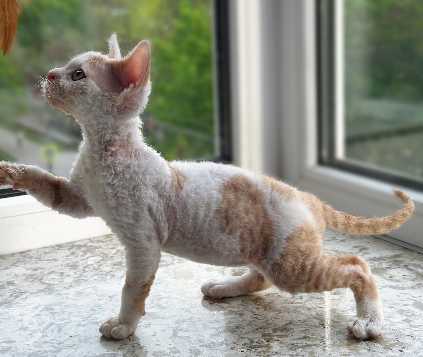 Sphynx, Devon, Rex Elf Kittens For Sale From Kitty Land Kittens ...