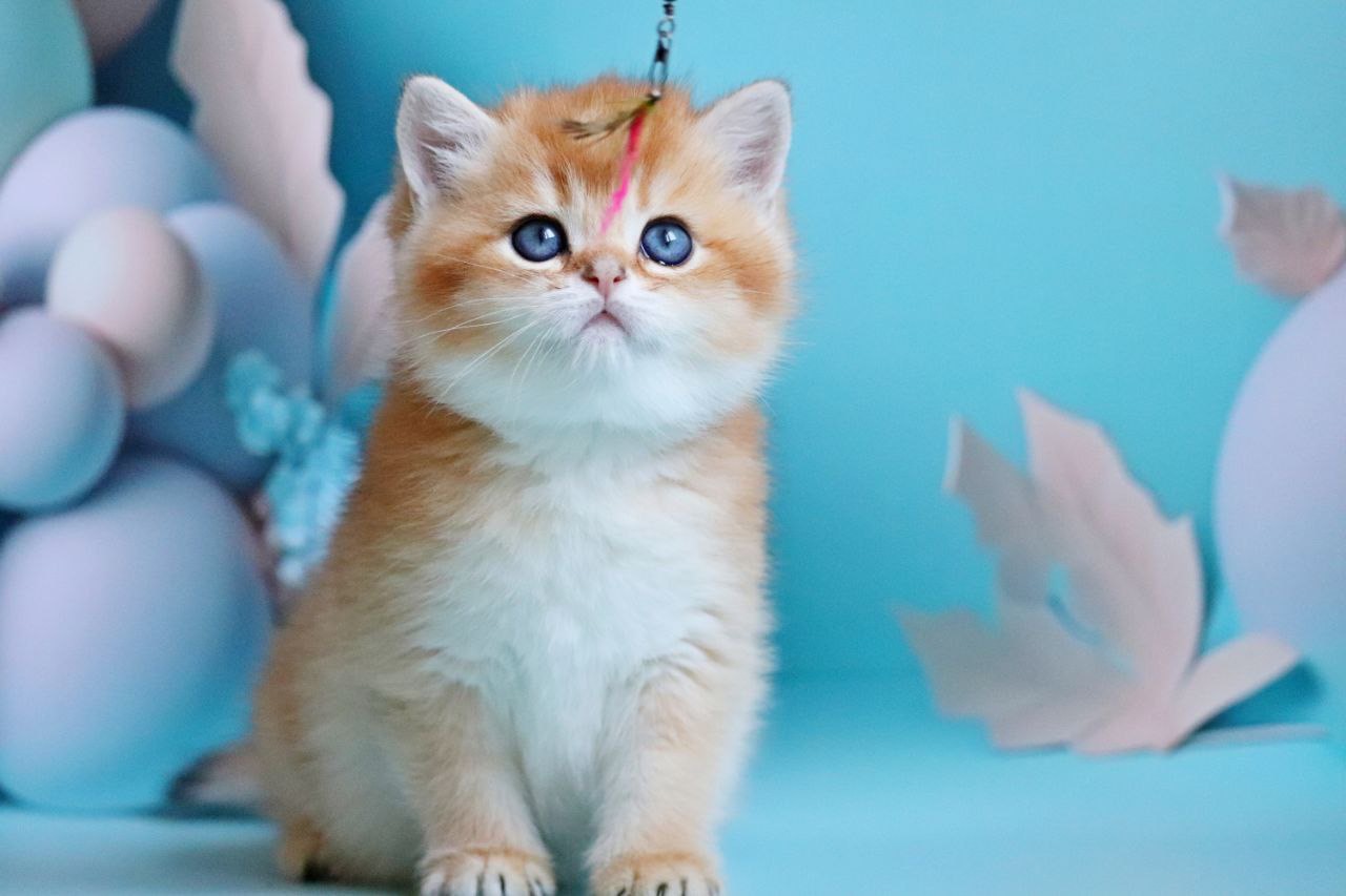 British Kittens For Sale From Kitty Land Kittens | Washington, USA