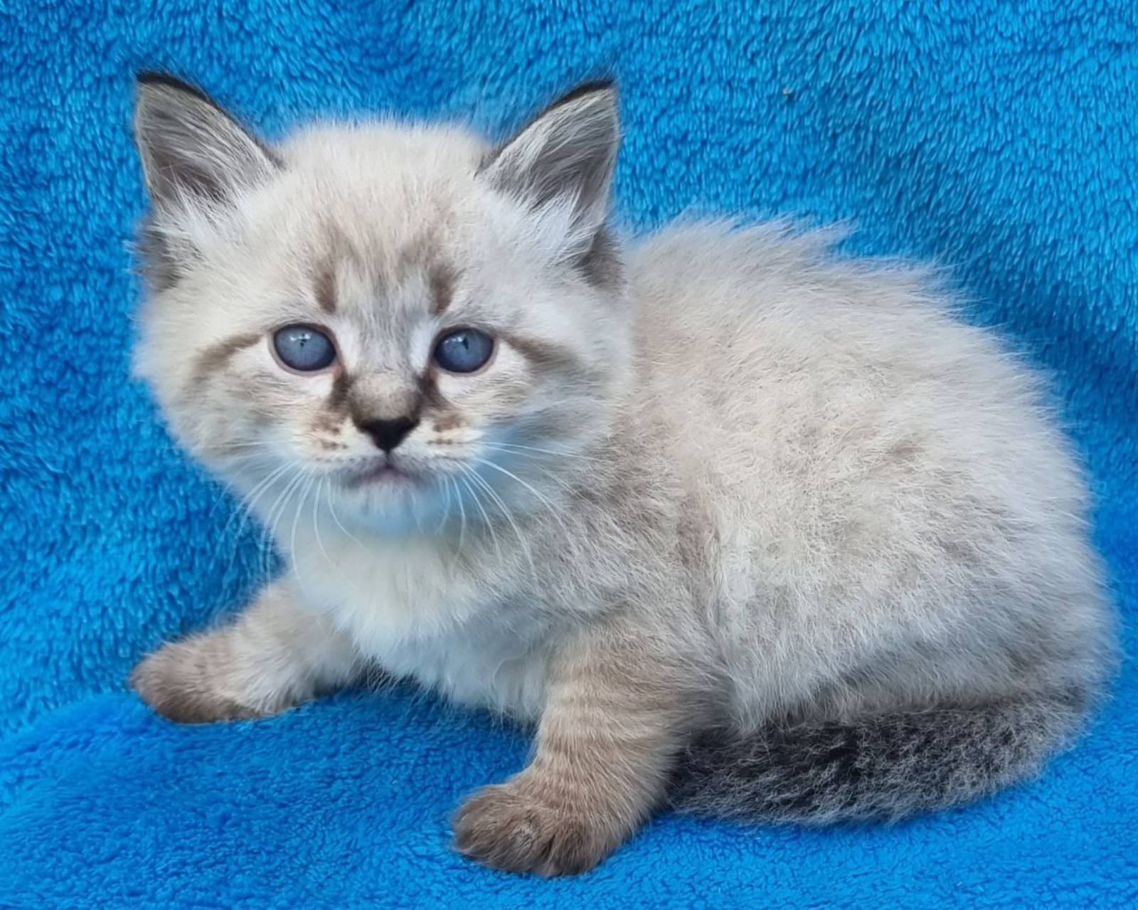 Ragdoll / Siberian cats Kittens For Sale From Kitty Land Kittens ...