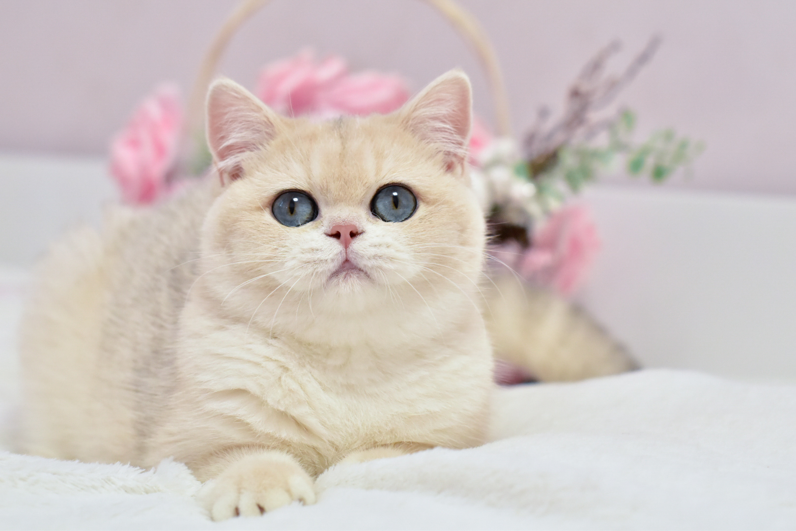 Kittens For Sale In Seattle, Washington - Kitty Land Kittens Cattery