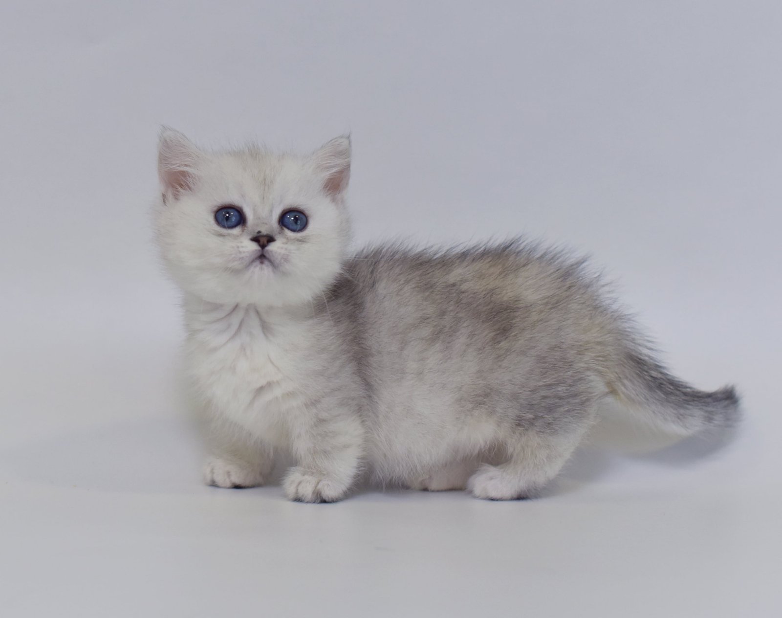 Munchkin Kittens For Sale From Kitty Land Kittens | Washington, USA