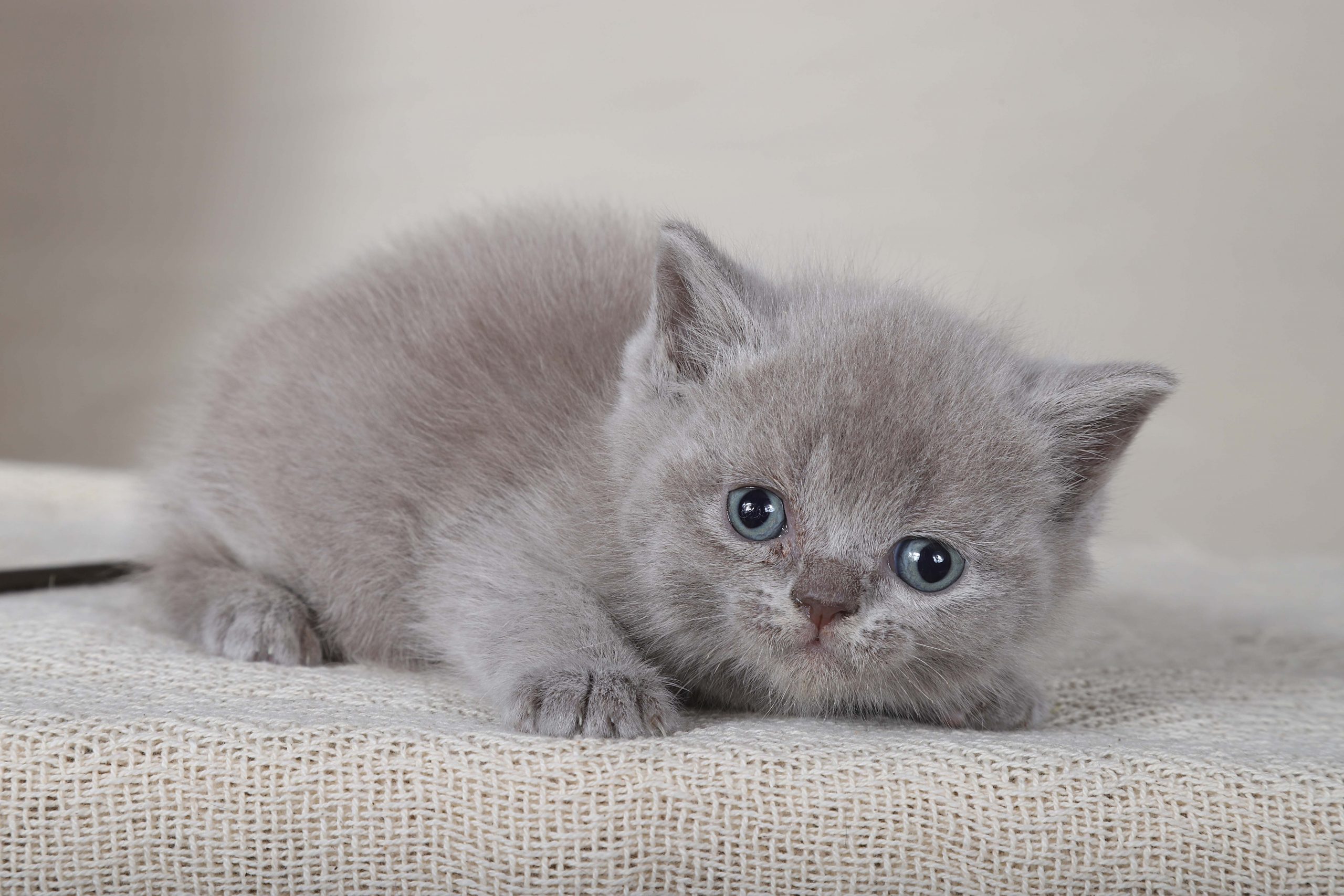 British Kittens For Sale From Kitty Land Kittens | Washington, USA