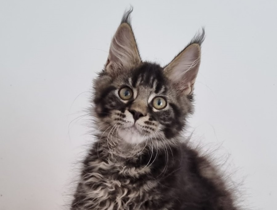 Maine coon Kittens For Sale From Kitty Land Kittens | Washington, USA