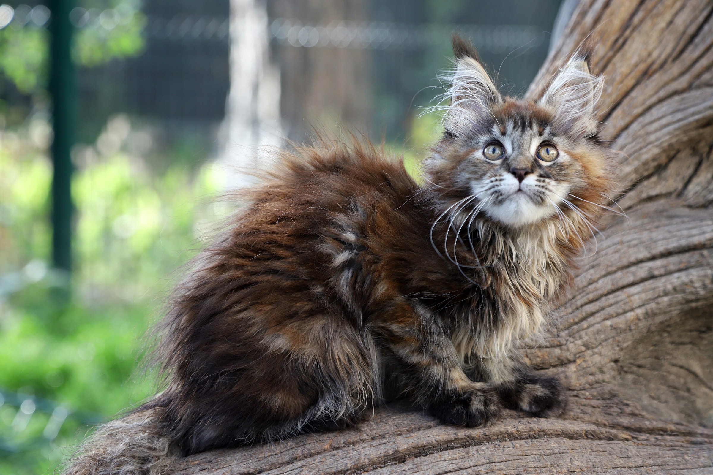 Kittens For Sale In Seattle, Washington - Kitty Land Kittens Cattery
