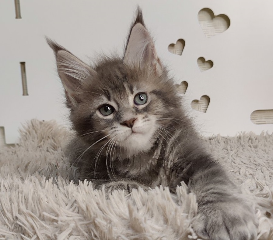 Kittens For Sale In Seattle, Washington - Kitty Land Kittens Cattery