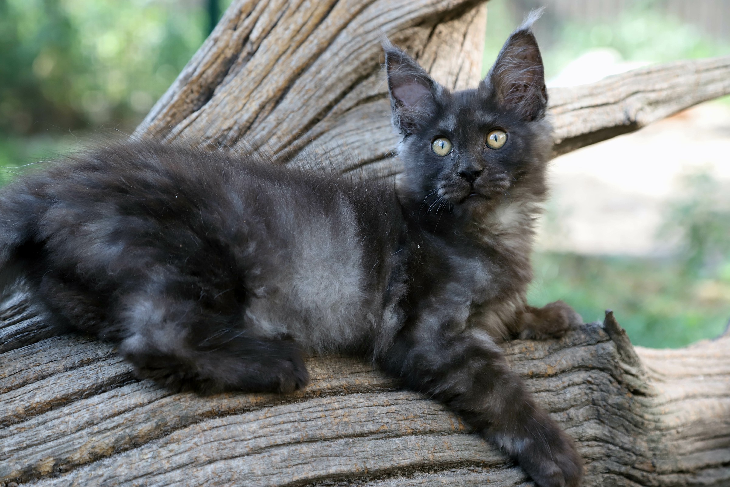 Kittens For Sale In Seattle, Washington - Kitty Land Kittens Cattery