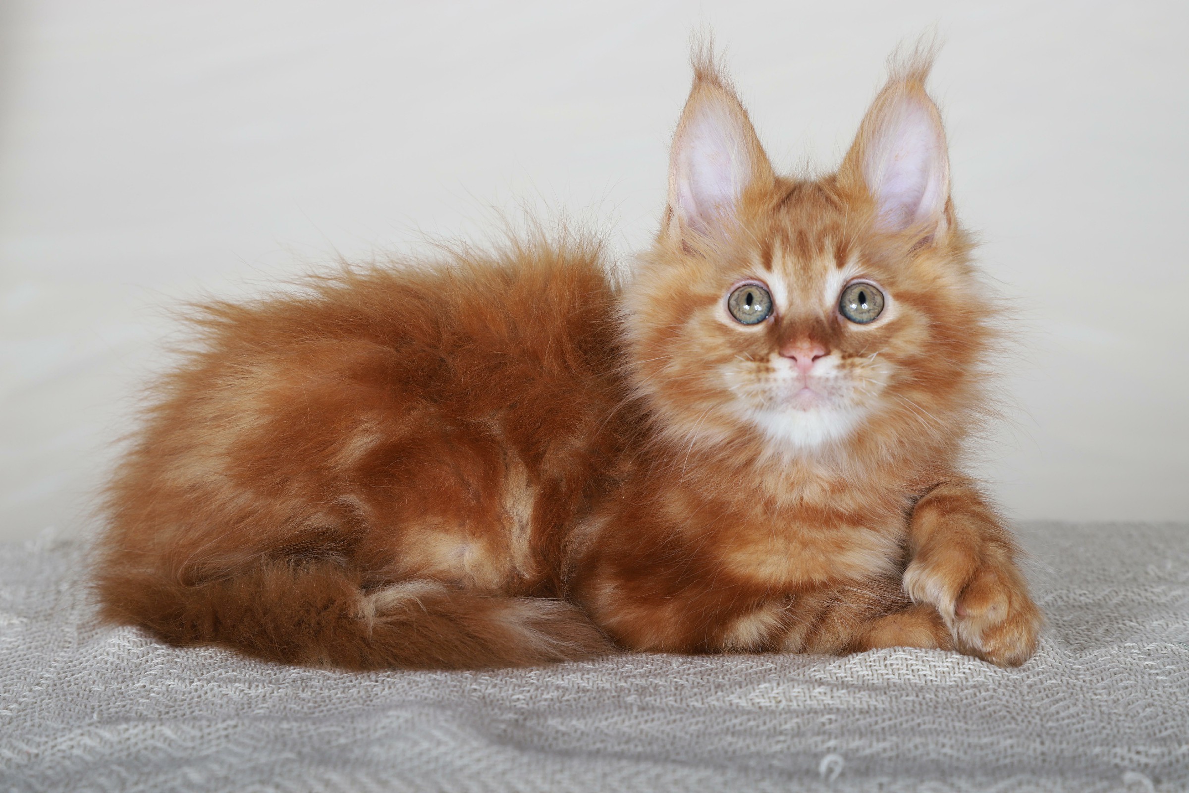 Kittens For Sale In Seattle, Washington - Kitty Land Kittens Cattery