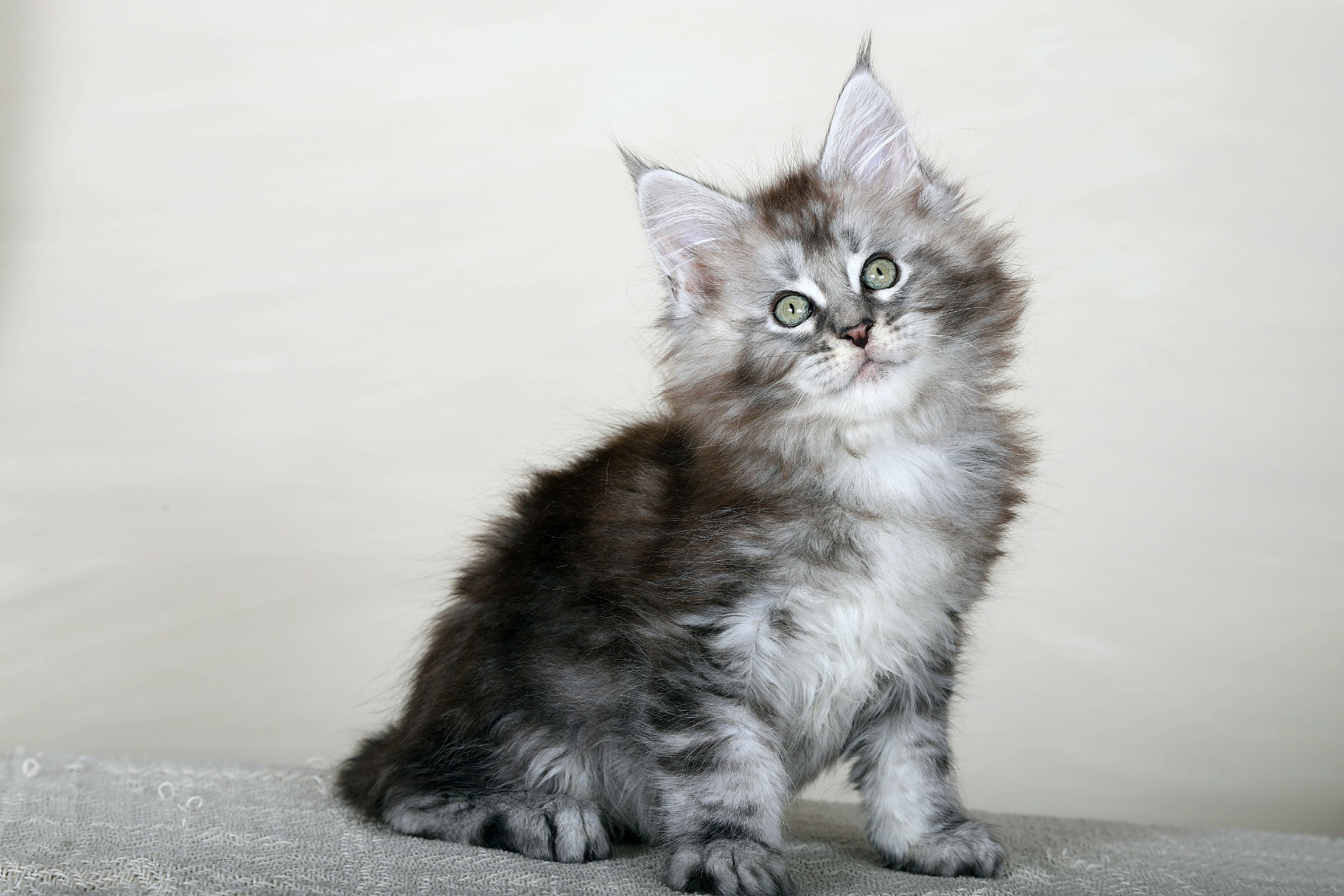 Kittens For Sale In Seattle, Washington - Kitty Land Kittens Cattery