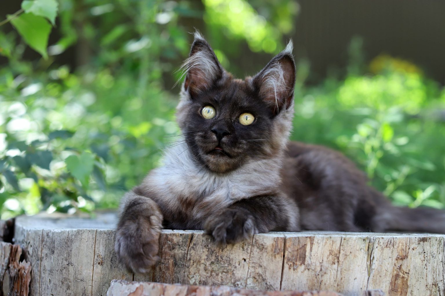 Find Your Perfect Maine Coon Kitten in New York at Kitty Land Kitten ...