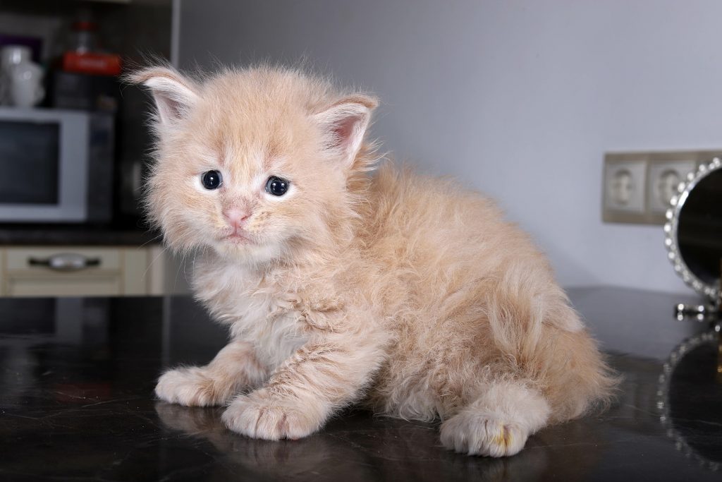Discover the Joy of Maine Coon Kittens in Oregon: Gentle Giants Await ...