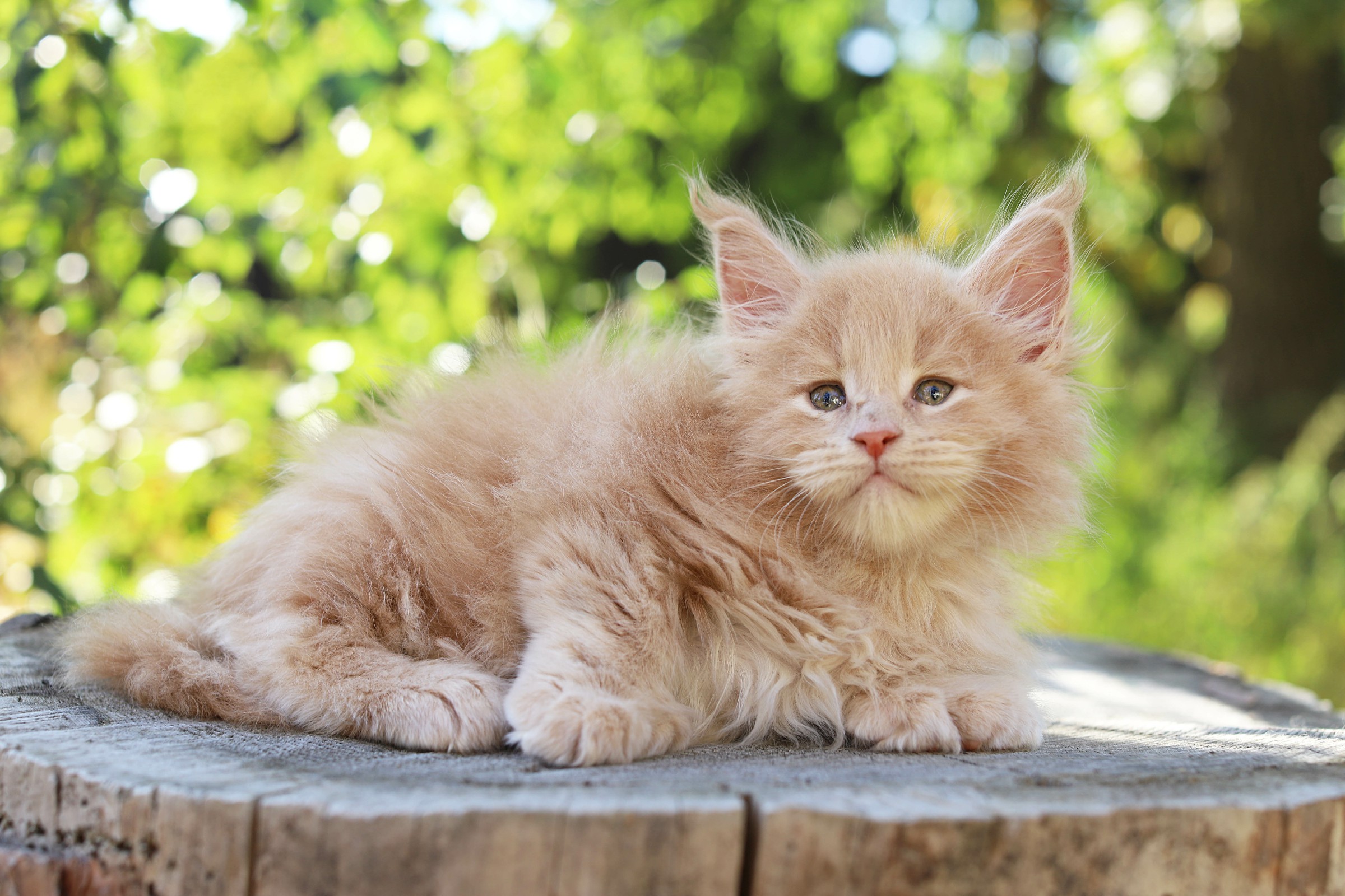 Kittens For Sale In Seattle, Washington - Kitty Land Kittens Cattery