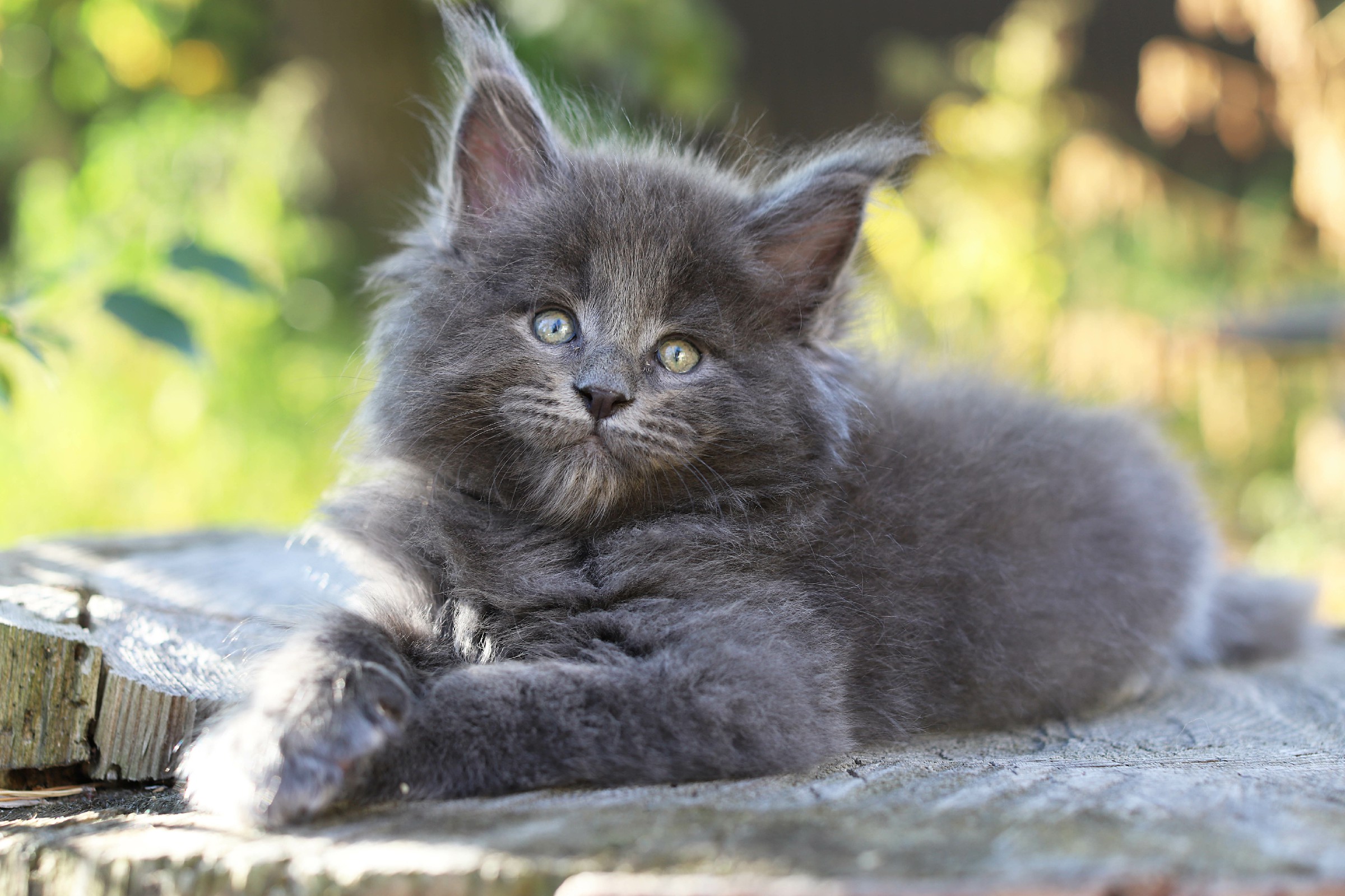 Kittens For Sale In Seattle, Washington - Kitty Land Kittens Cattery