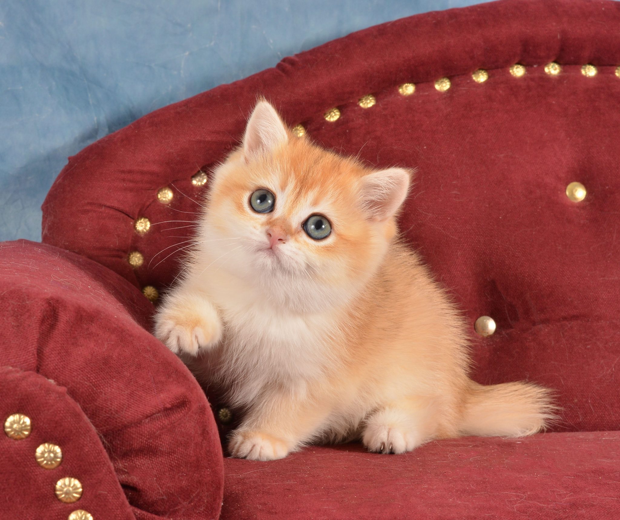 Find Maine Coon Kittens in South Carolina: Kitty Land's Elegant ...