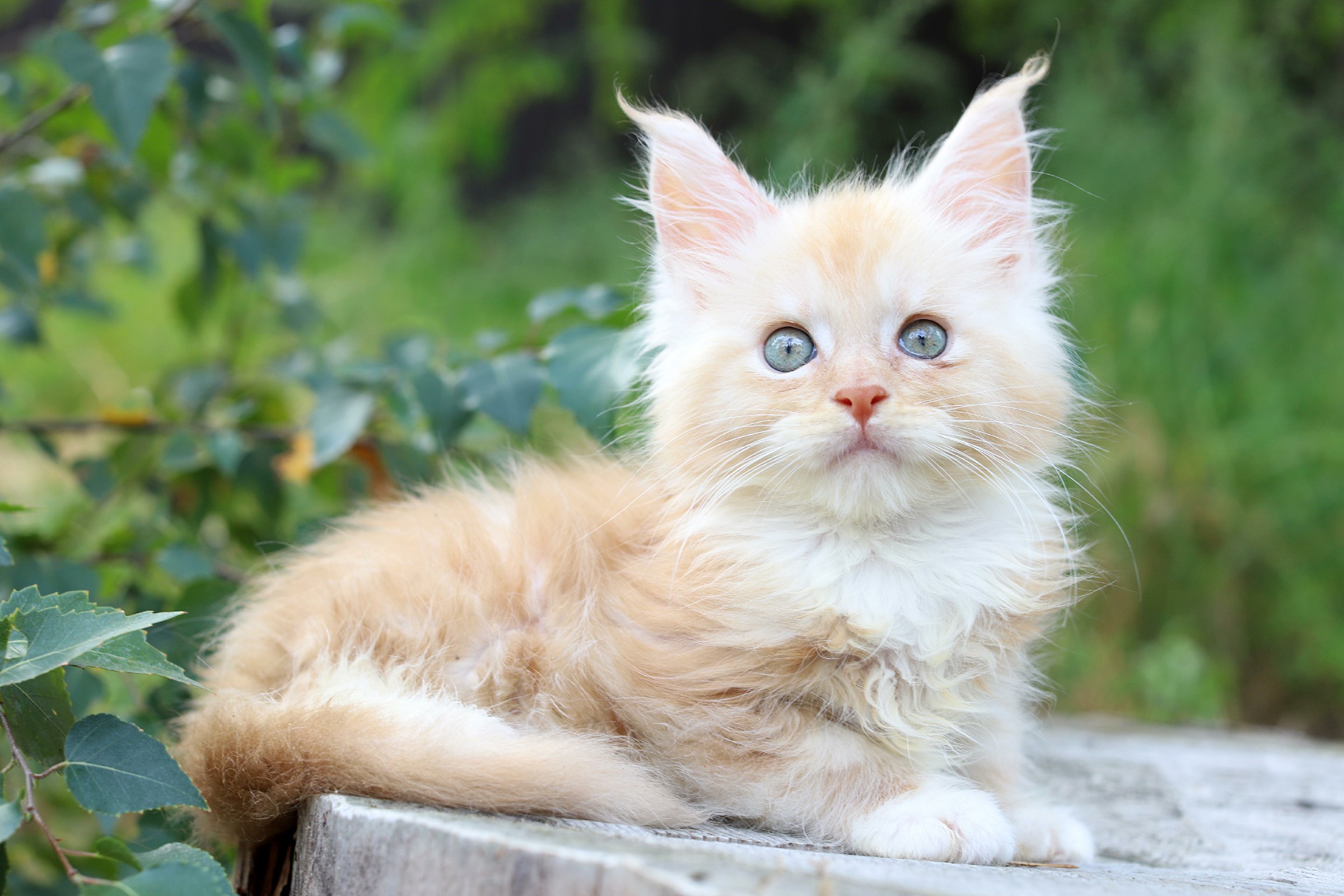 Find Maine Coon Kittens in Colorado: Your Guide to Healthy, Happy Cats ...
