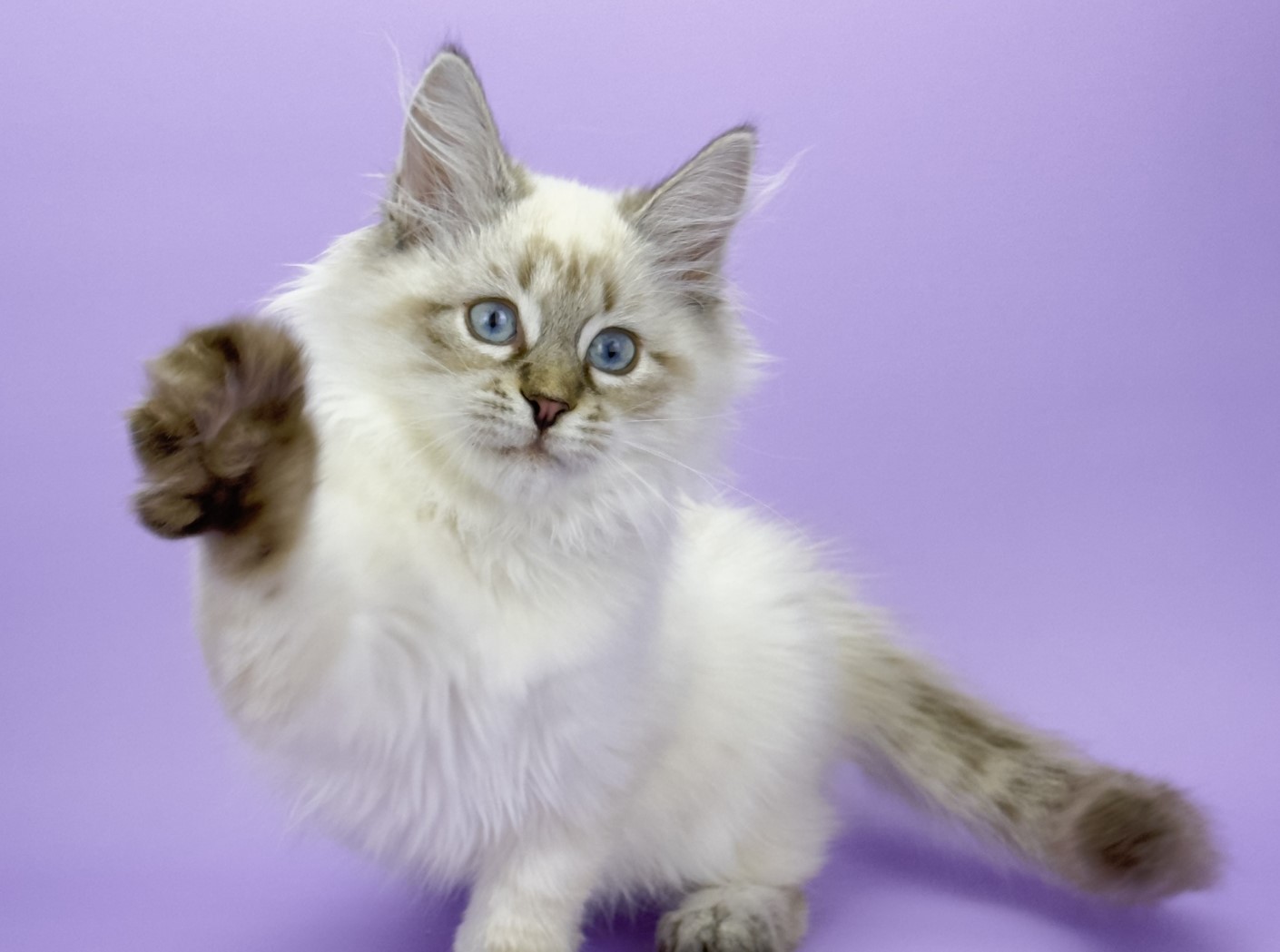 Ragdoll / Siberian cats Kittens For Sale From Kitty Land Kittens ...