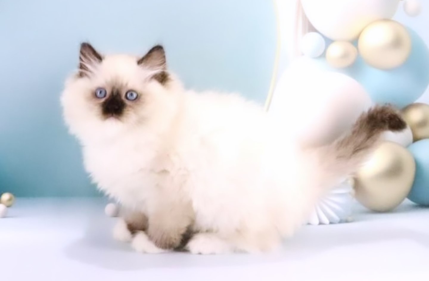 Ragdoll / Siberian cats Kittens For Sale From Kitty Land Kittens ...