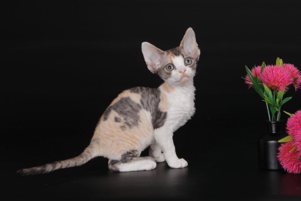 B-buzz Devon Rex Female 2550$ Kitten In Seattle | Washington | Kitty ...
