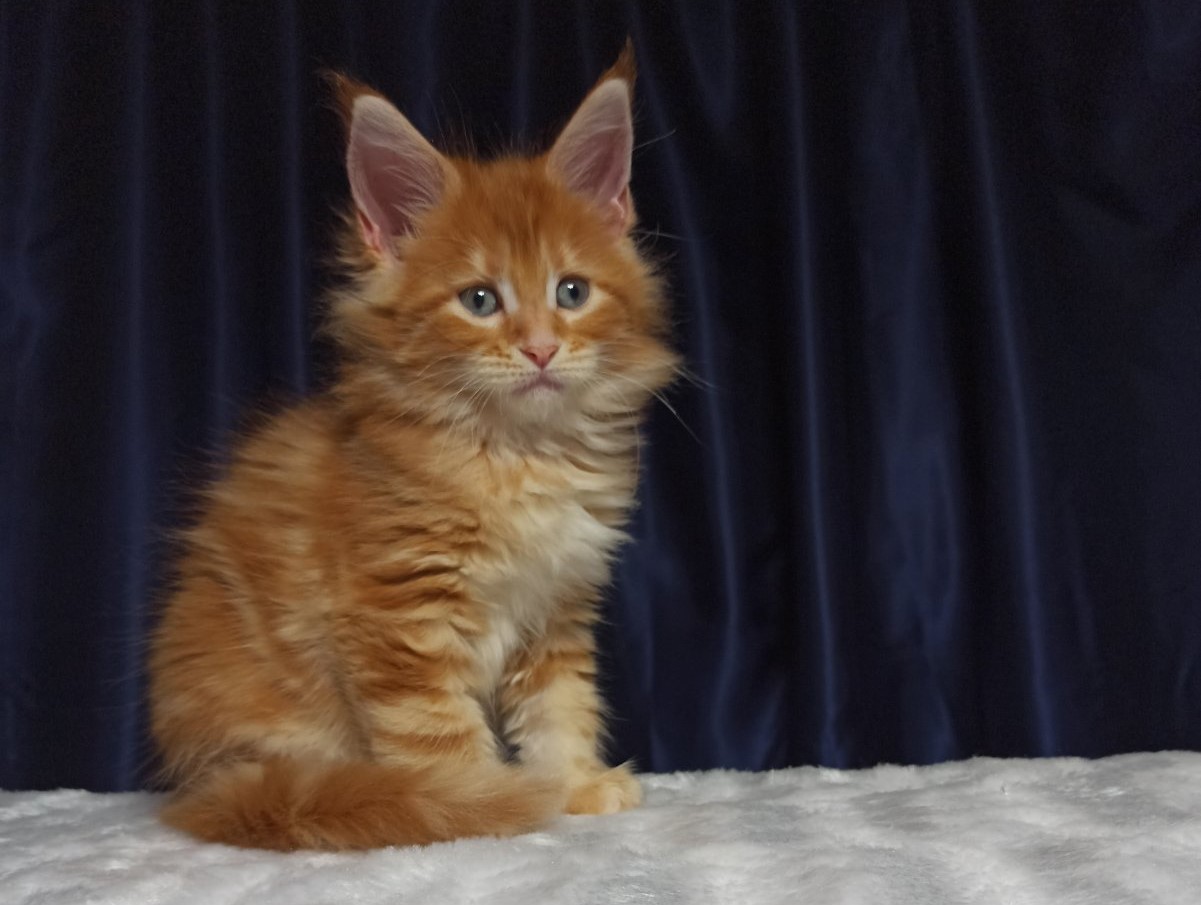 Yellow Maine Coon Female 2300$ Kitten From Kitty Land Kittens Cattery ...