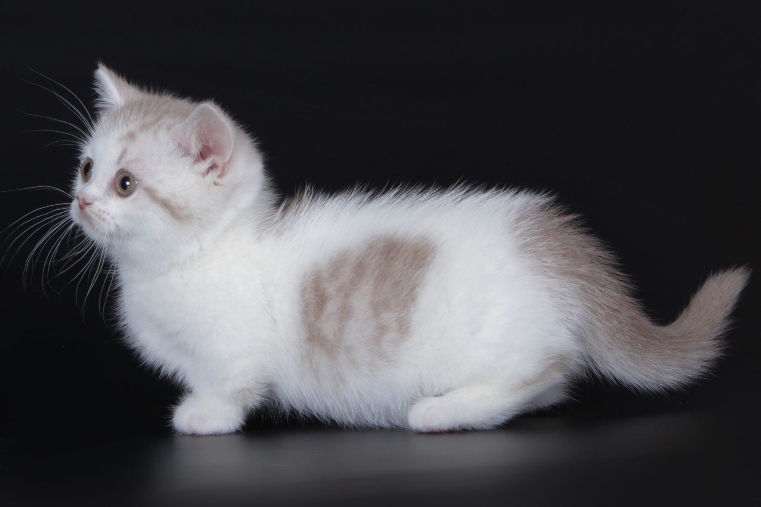 Munchkin Kittens For Sale From Kitty Land Kittens | Washington, USA