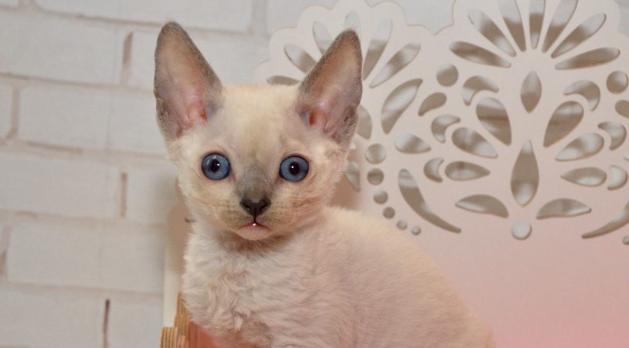 Italika Devon Rex Female 2600$ Kitten From Kitty Land Kittens Cattery ...