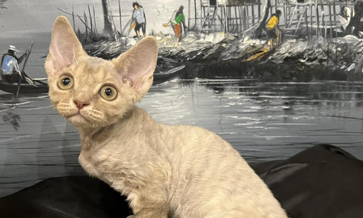 Diana Devon Rex Female 2600$ Kitten From Kitty Land Kittens Cattery In ...