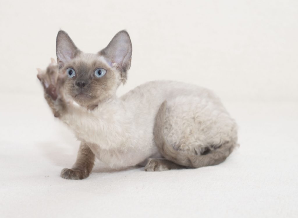 Eva Devon Rex Female 2550$ Kitten In Seattle | Washington | Kitty Land ...