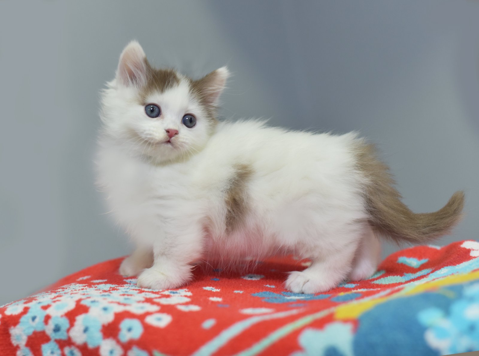 Нugo Munchkin Male 3200$ Kitten From Kitty Land Kittens Cattery In ...