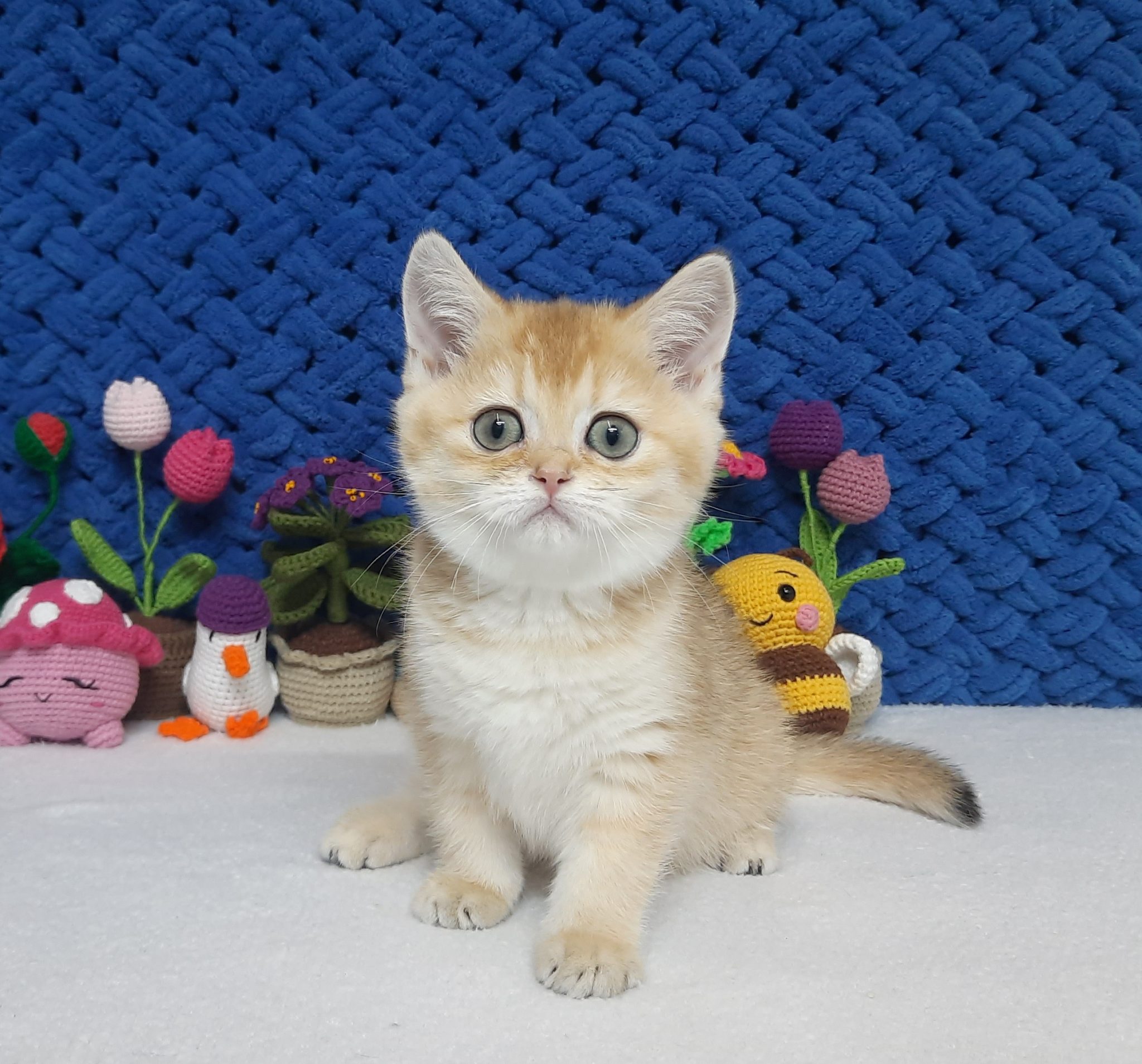 Discover the Joy of Maine Coon Kittens in Oregon: Gentle Giants Await ...