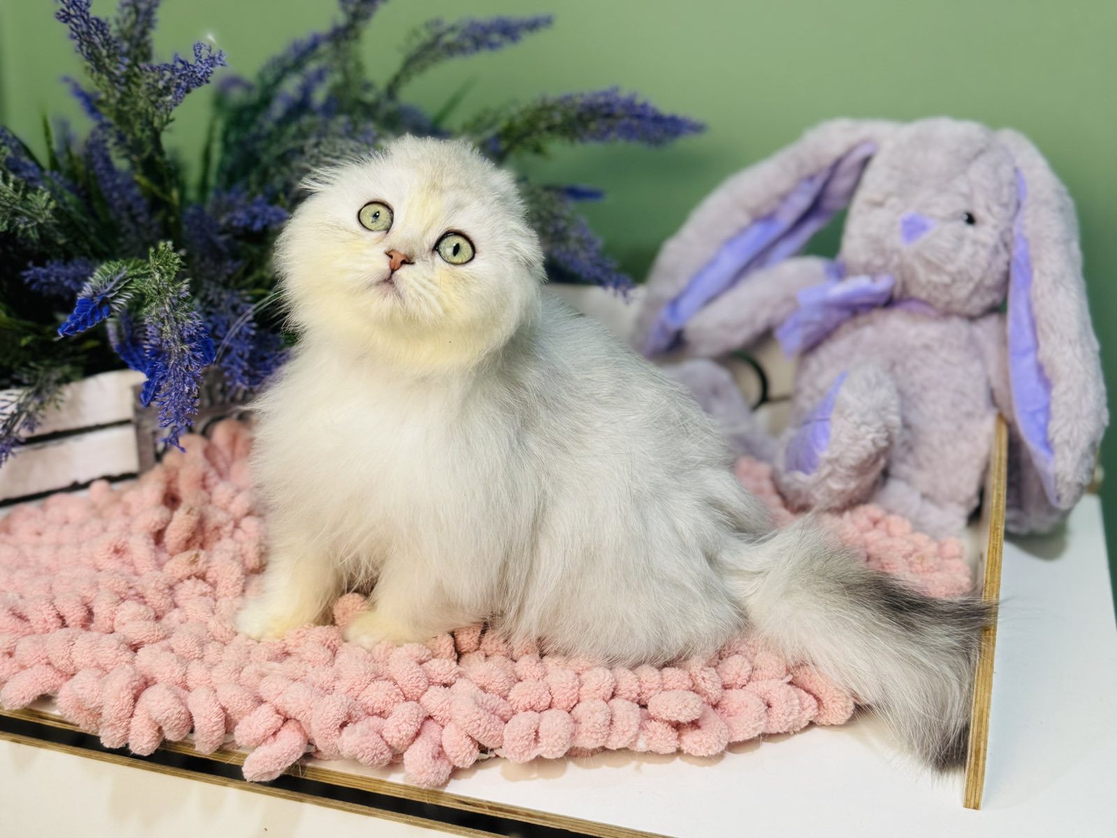 Fantik Scottish Fold Highland Male 2600$ Kitten From Kitty Land Kittens ...